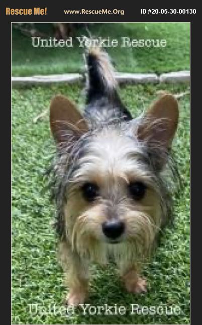 ADOPT 20053000130 ~ Yorkie Rescue ~ Leesburg, FL