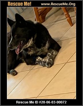 - Oregon Australian Shepherd Rescue - ADOPTIONS - Rescue Me!