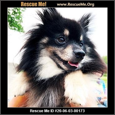 - Michigan Pomeranian Rescue - ADOPTIONS - Rescue Me!