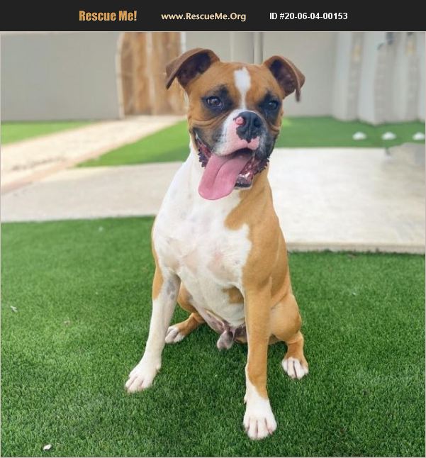 ADOPT 20060400153 ~ Boxer Rescue ~ Fredericksburg, TX
