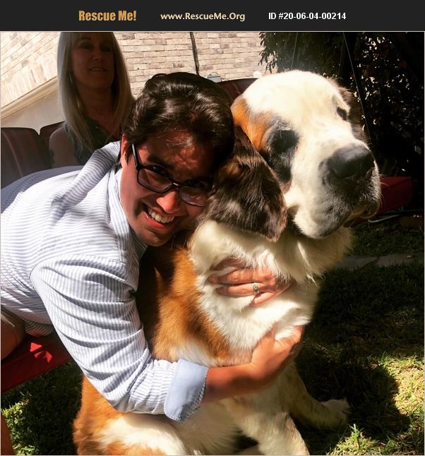 ADOPT 20060400214 ~ Saint Bernard Rescue ~ Cincinnati, OH