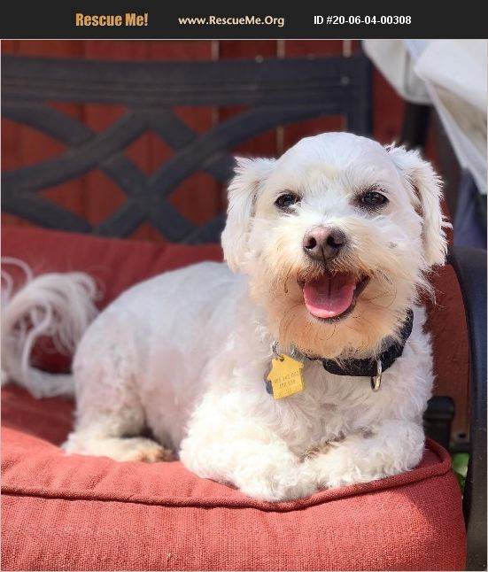 ADOPT 20060400308 ~ Maltese Rescue ~ Los Angeles, CA