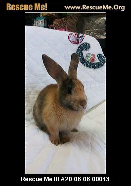 - California Rabbit Rescue - ADOPTIONS - Rescue Me!