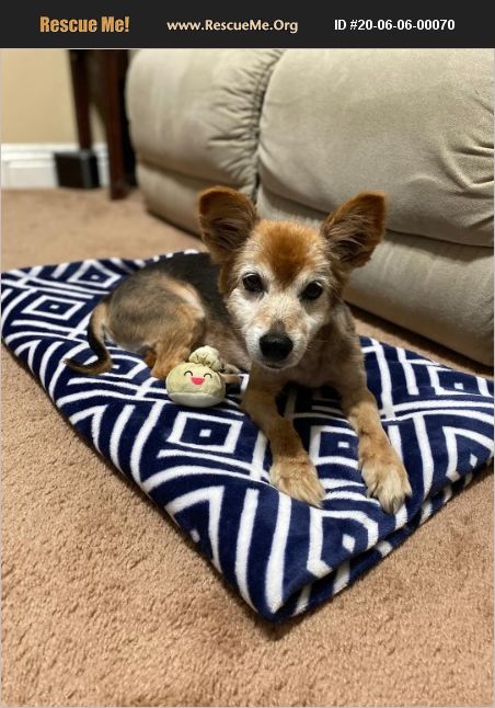 ADOPT 20060600070 ~ Corgi Rescue ~ Menifee, CA