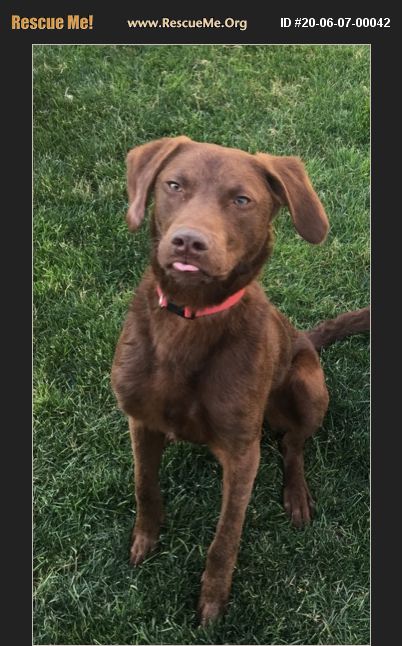 ADOPT 20060700042 ~ Chesapeake Bay Retriever Rescue ~ Erie, PA