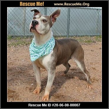 - Colorado Pit Bull Rescue - ADOPTIONS - Rescue Me!