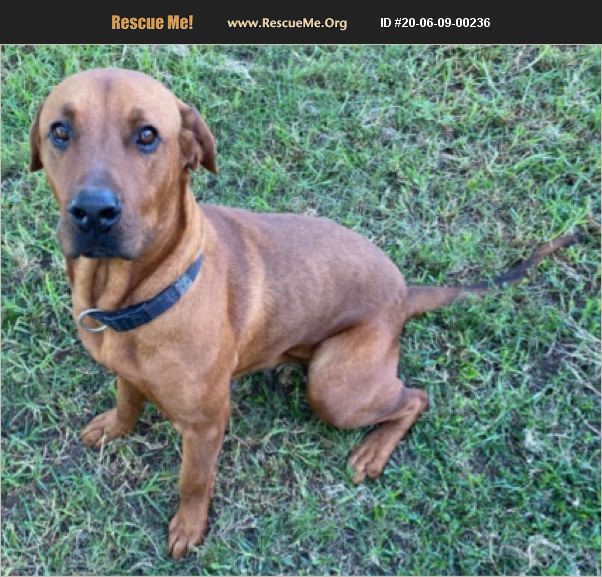 ADOPT 20060900236 ~ Rhodesian Ridgeback Rescue ~ Johannesburg, Gauteng ...