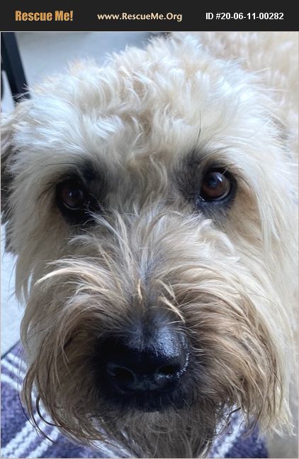 ADOPT 20061100282 ~ Soft Coated Wheaten Terrier Rescue ~ Austin, TX