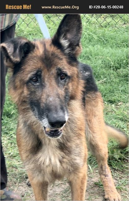 ADOPT 20061500248 ~ Belgian Sheepdog Rescue ~ Cary, NC