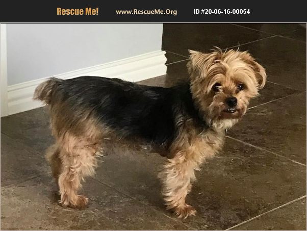 ADOPT 20061600054 ~ Yorkie Rescue ~ Lake Jackson, TX