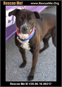 - Tennessee Dog Rescue - ADOPTIONS - Rescue Me!