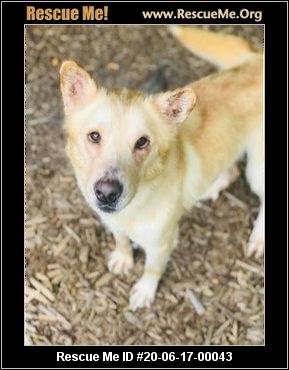 - Ohio Siberian Husky Rescue - ADOPTIONS - Rescue Me!