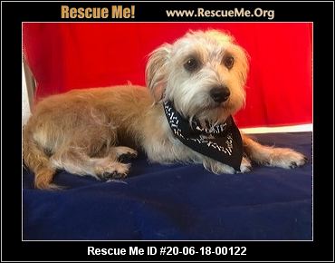 - Texas Dog Rescue - ADOPTIONS - Rescue Me!