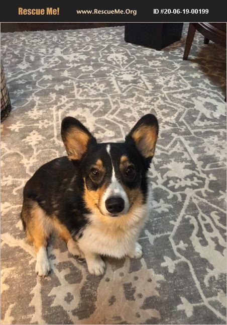 ADOPT 20061900199 ~ Corgi Rescue ~ AMARILLO, TX