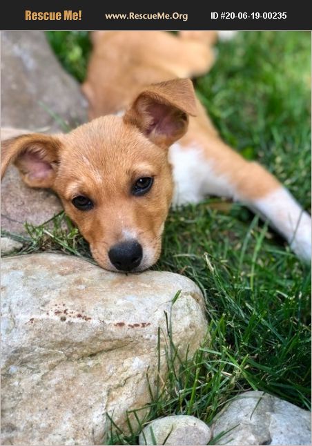 ADOPT 20061900235 ~ Beagle Rescue ~ Sparta, NJ