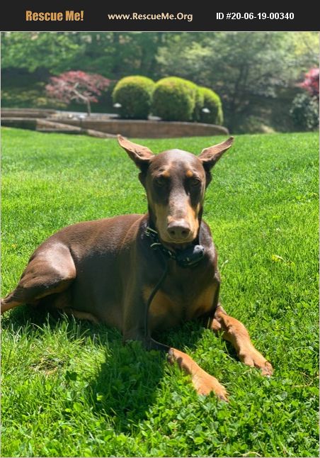 ADOPT 20061900340 ~ Doberman Pinscher Rescue ~ Colts Neck, NJ