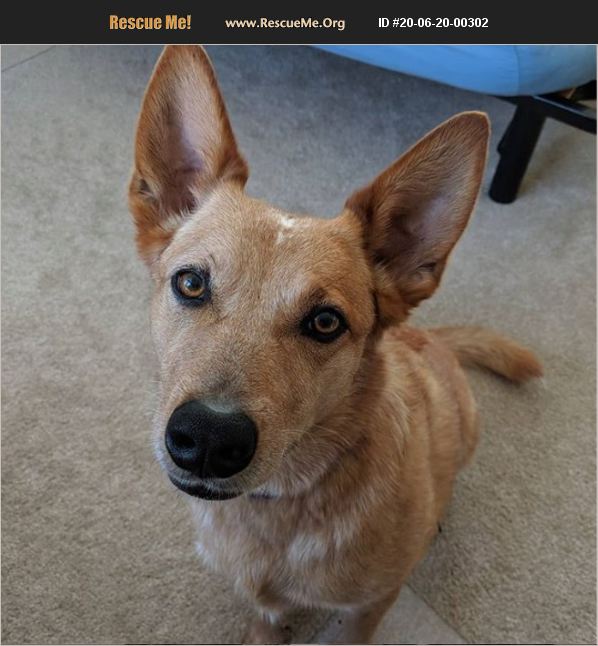 ADOPT 20062000302 ~ Australian Cattle Dog Rescue ~ Beaverton, OR