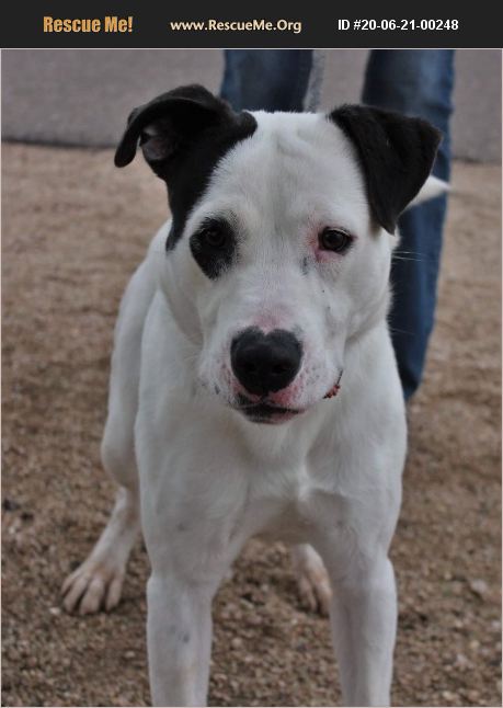 ADOPT 20062100248 ~ Pit Bull Rescue ~ Tucson, AZ