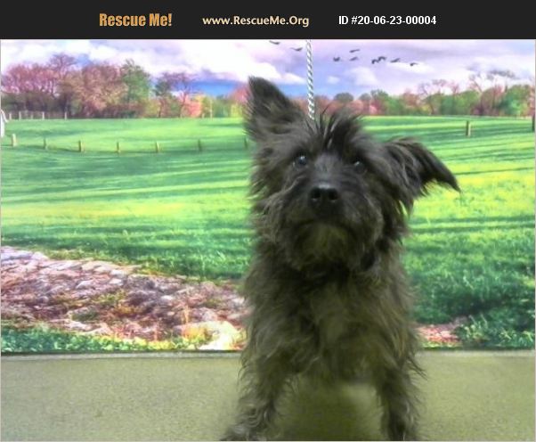 ADOPT 20062300004 ~ Scottish Terrier Rescue ~ Moreno Valley, CA