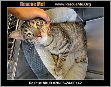 - New Jersey Cat Rescue - ADOPTIONS - Rescue Me!