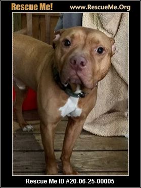 - Pennsylvania Pit Bull Rescue - ADOPTIONS - Rescue Me!