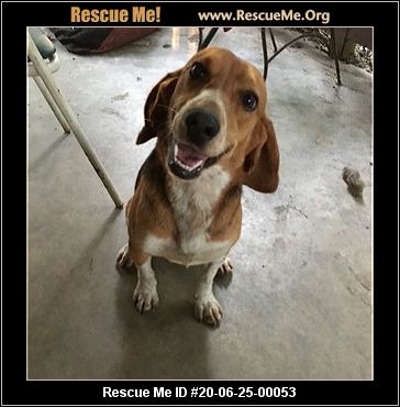 - Tennessee Dog Rescue - ADOPTIONS - Rescue Me!