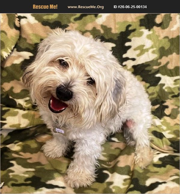 ADOPT 20062500134 ~ Lhasa Apso Rescue ~ Phoenix, AZ