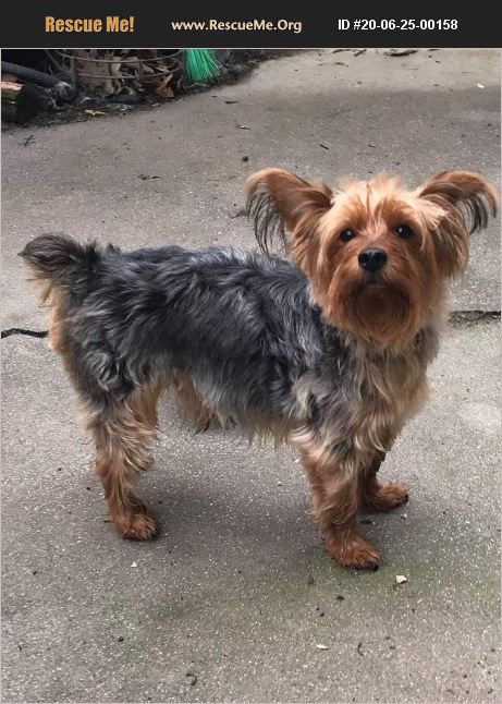 ADOPT 20062500158 ~ Yorkie Rescue ~ Virginia Beach, VA