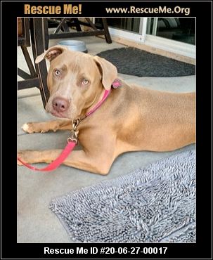 - Arizona Pit Bull Rescue - ADOPTIONS - Rescue Me!