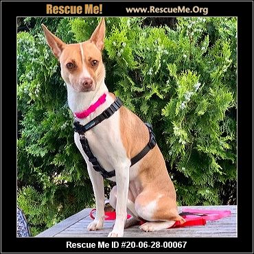 - Virginia Dog Rescue - ADOPTIONS - Rescue Me!