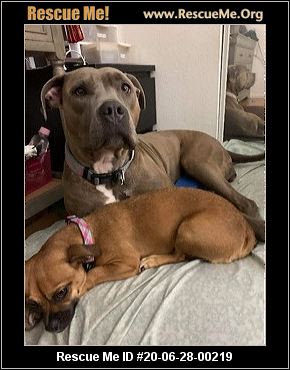 - Arizona Pit Bull Rescue - ADOPTIONS - Rescue Me!