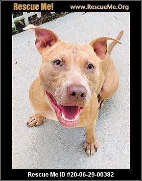 - Delaware Dog Rescue - ADOPTIONS - Rescue Me!
