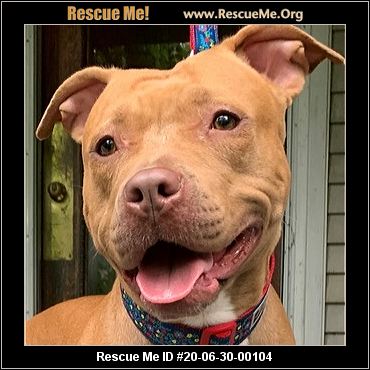 - Massachusetts Pit Bull Rescue - ADOPTIONS - Rescue Me!