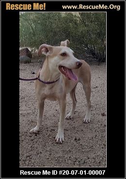 - Arizona Lab Rescue - ADOPTIONS - Rescue Me!