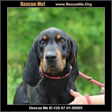 - Virginia Dog Rescue - ADOPTIONS - Rescue Me!