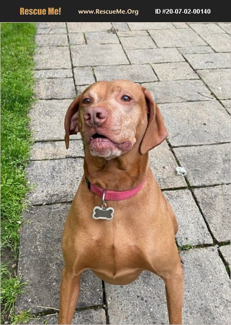 ADOPT 20070200140 ~ Vizsla Rescue ~ Portland, OR