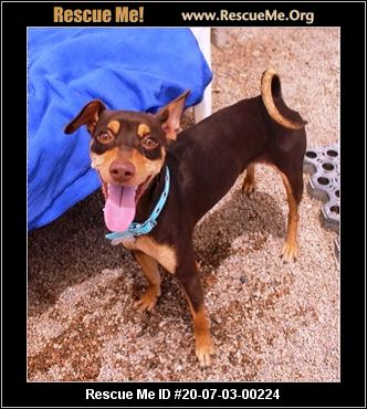 - Arizona Dog Rescue - ADOPTIONS - Rescue Me!