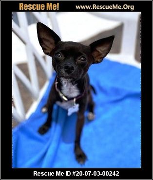 - Arizona Dog Rescue - ADOPTIONS - Rescue Me!