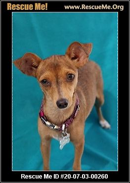 - Arizona Dog Rescue - ADOPTIONS - Rescue Me!