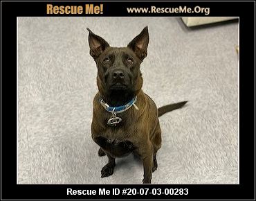 - California Australian Kelpie Rescue - ADOPTIONS - Rescue Me!