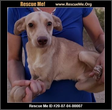 - Arizona Lab Rescue - ADOPTIONS - Rescue Me!