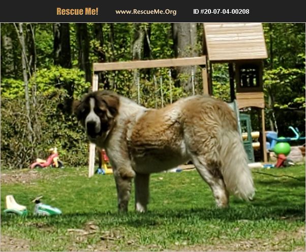 ADOPT 20070400208 ~ Saint Bernard Rescue ~ Newfoundland, NJ