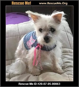 - Florida Maltese Rescue - ADOPTIONS - Rescue Me!