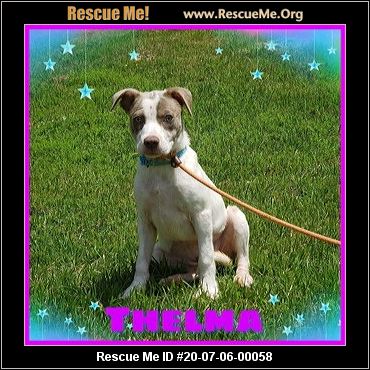 - Maryland Lab Rescue - ADOPTIONS - Rescue Me!