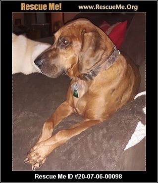 - Florida Bloodhound Rescue - ADOPTIONS - Rescue Me!