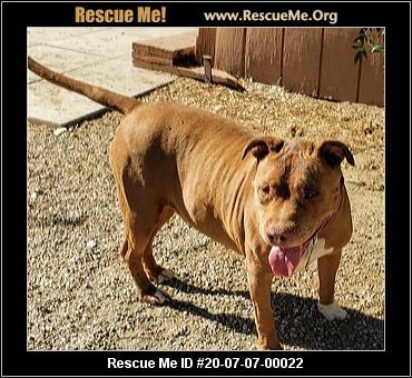 - California American Staffordshire Terrier Rescue - ADOPTIONS - Rescue Me!