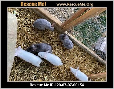 - Ohio Rabbit Rescue - ADOPTIONS - Rescue Me!