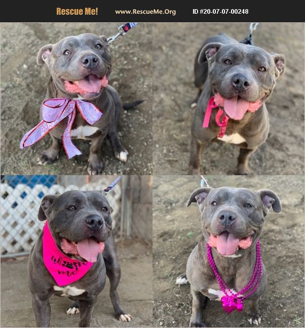 ADOPT 20070700248 ~ Pit Bull Rescue ~ Downey , CA