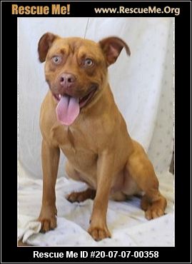- New Jersey Vizsla Rescue - ADOPTIONS - Rescue Me!