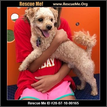 - Kansas Poodle Rescue - ADOPTIONS - Rescue Me!